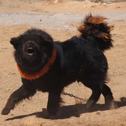 The Hunting Dogs of China - Qiyue Technology